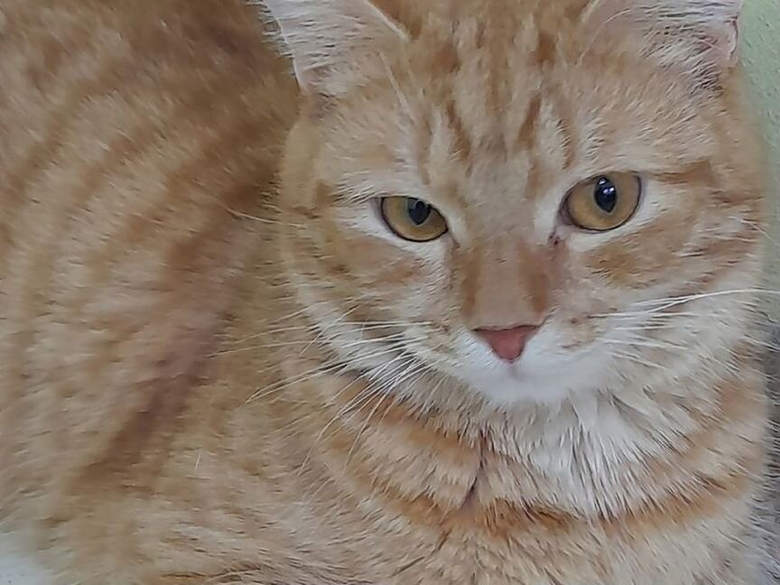 Котики Гоша и Тоша