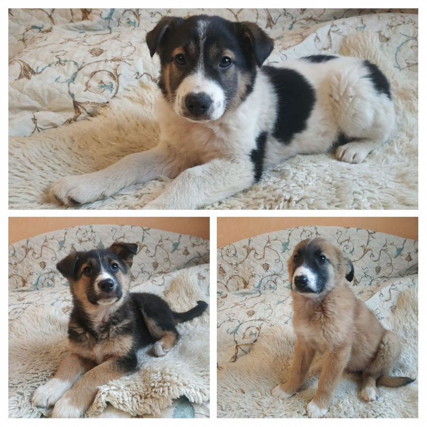 3 щенка в добрые руки или на передержку