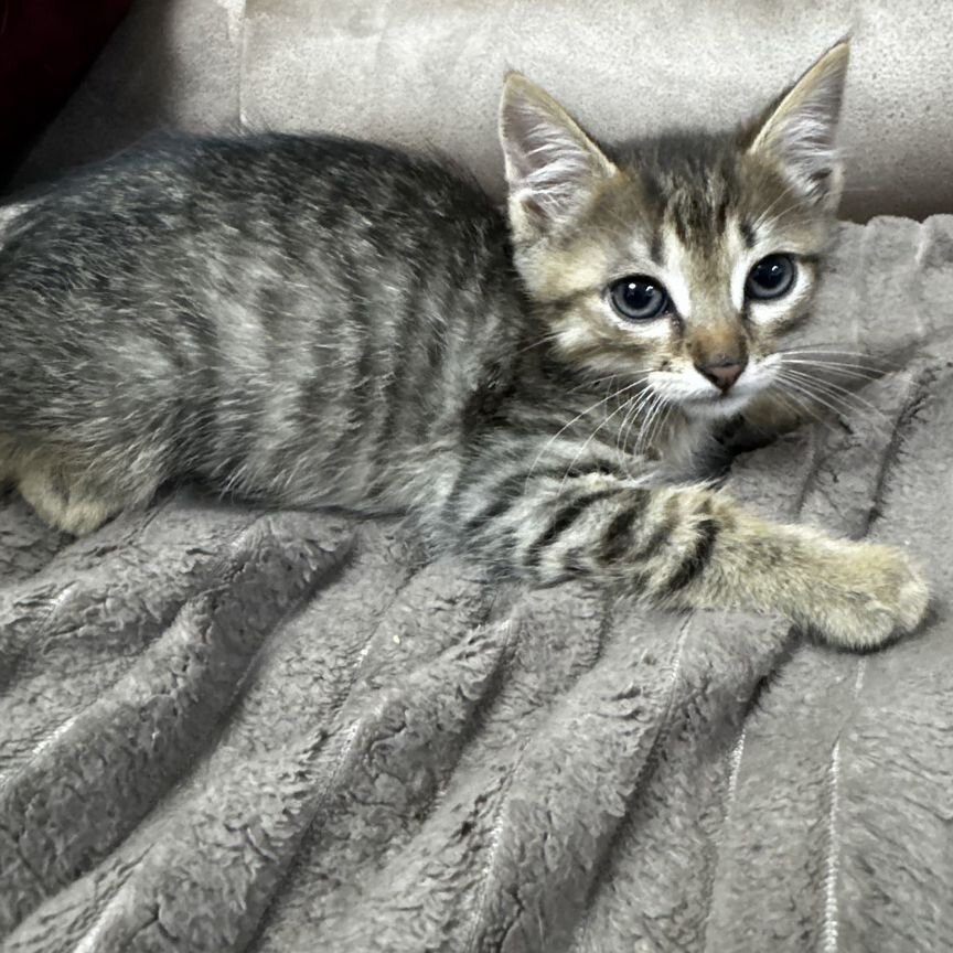 Котёнок от частного владельца