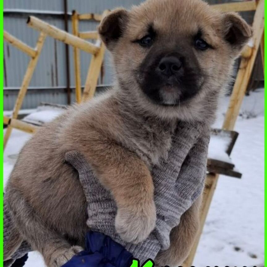 Щенки ищут дом