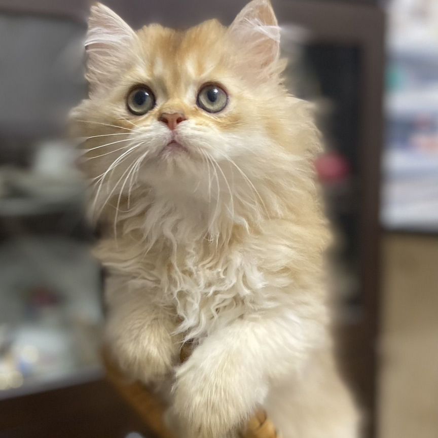 Шотландская кошечка Роза