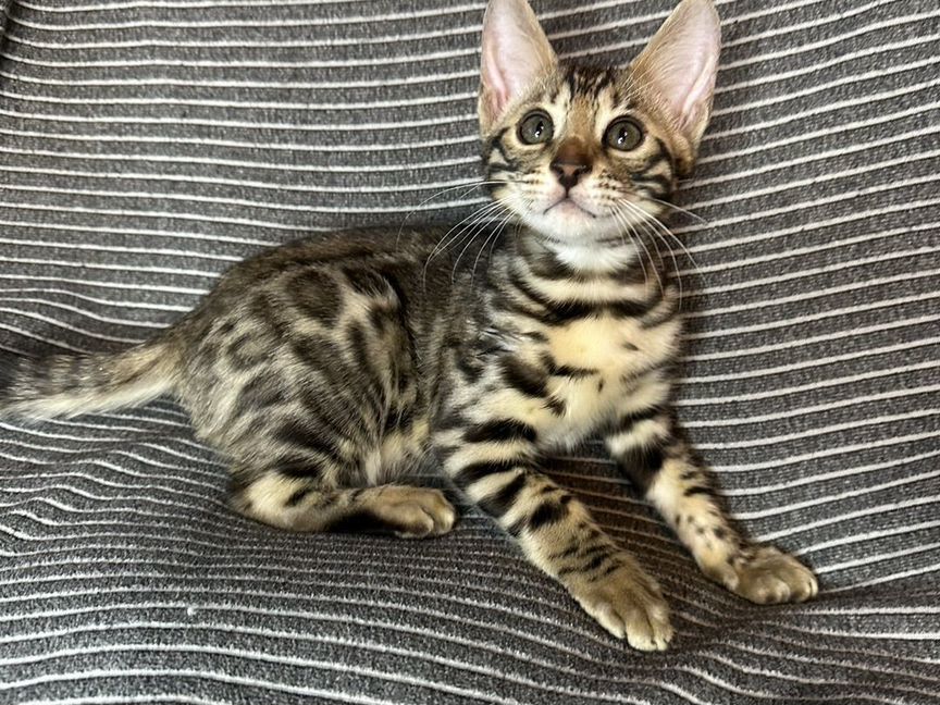 Бенгальские котята