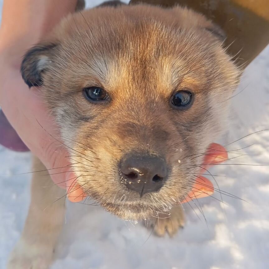 Западносибирская лайка, щенок