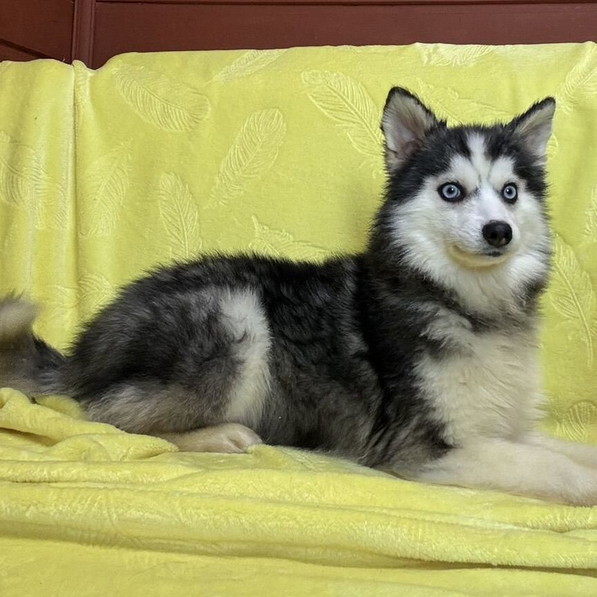 Помски, щенок