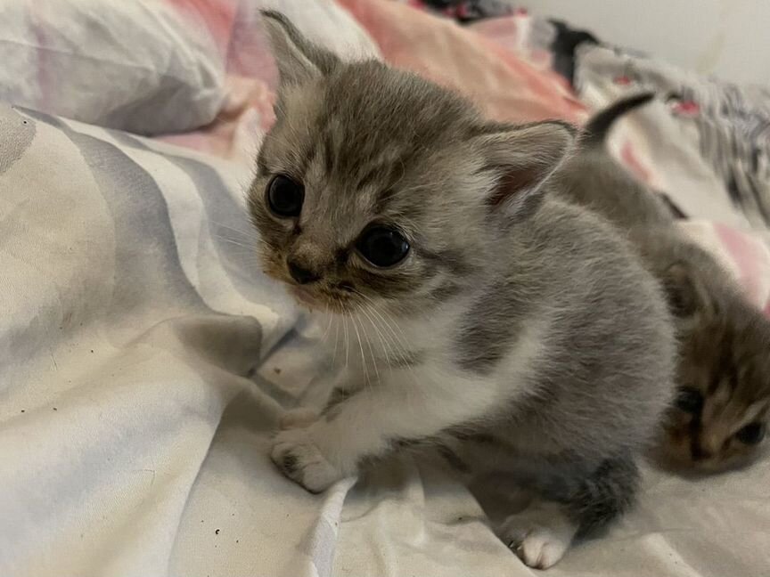 Шотландские прямоухие котята