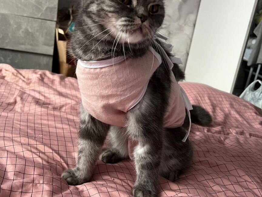 Отдам кошку в добрые руки