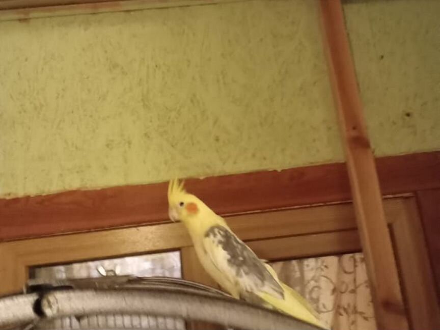 Самец коррелы