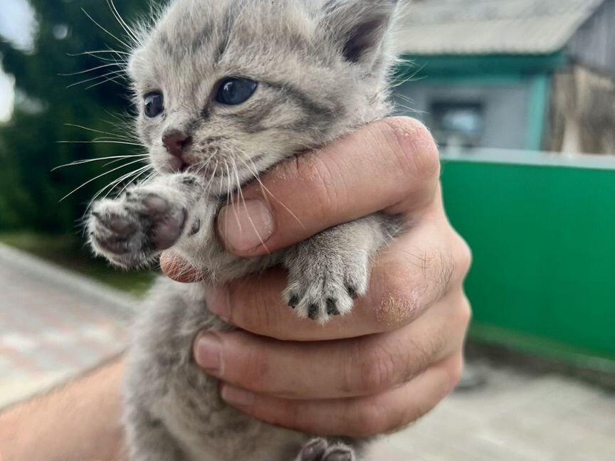 Котенок