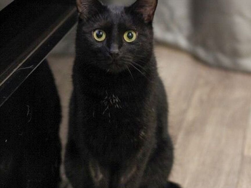 Кошка