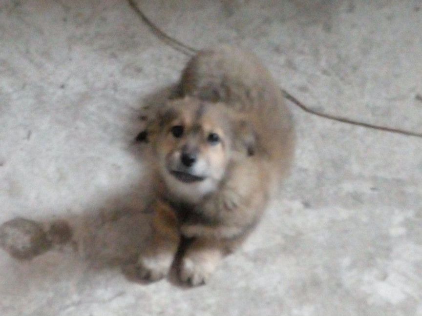 Собаки бесплатно в добрые руки