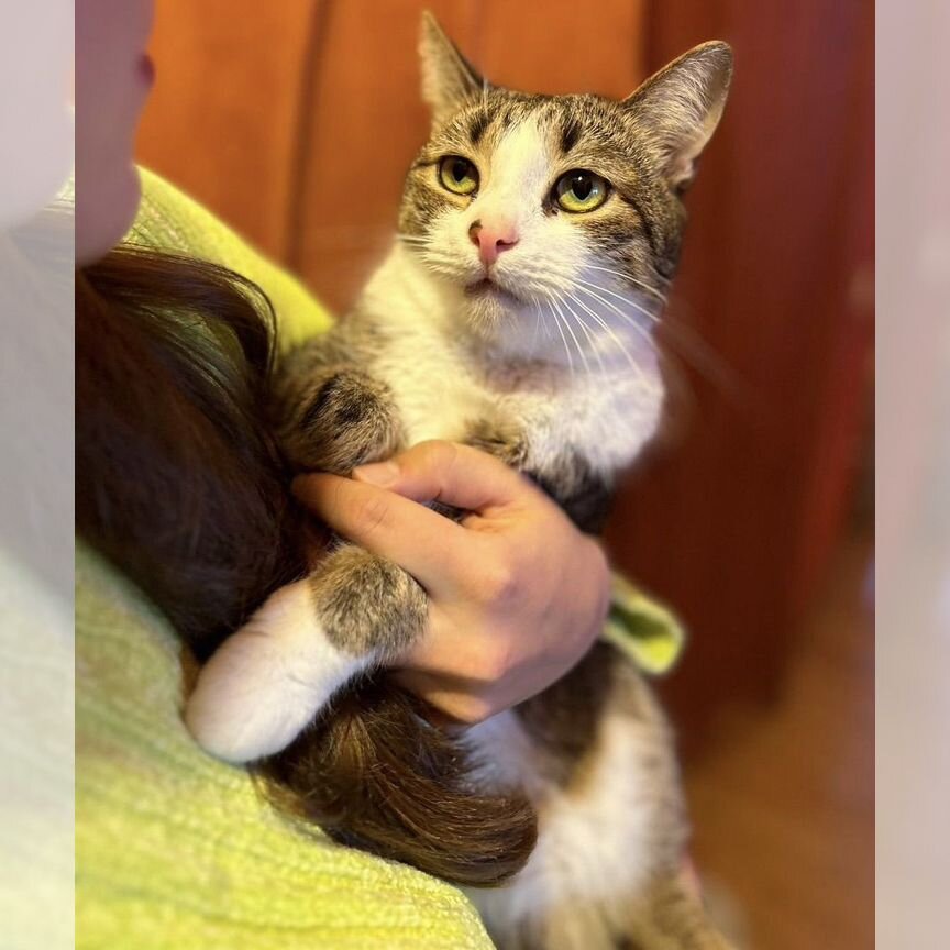 Кот в добрые руки