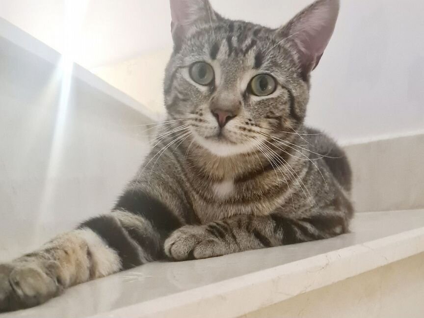Котик в добрые руки