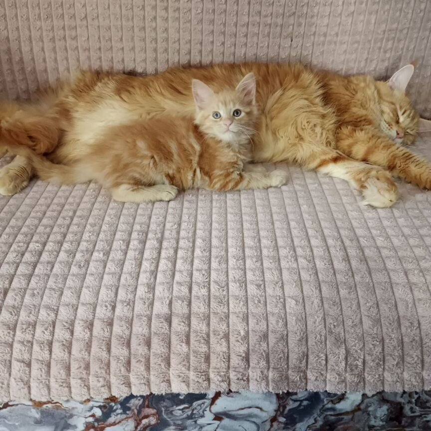 Котёнок Мейн-кун. Рыжая красавица