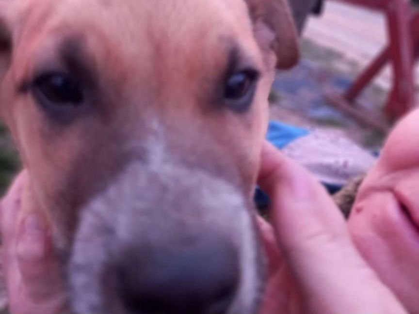 Щенки метисы бесплатно