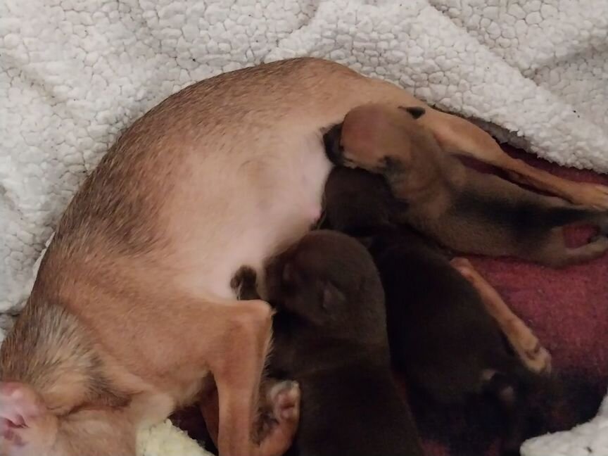 Мини той-терьер щенки. Бронь