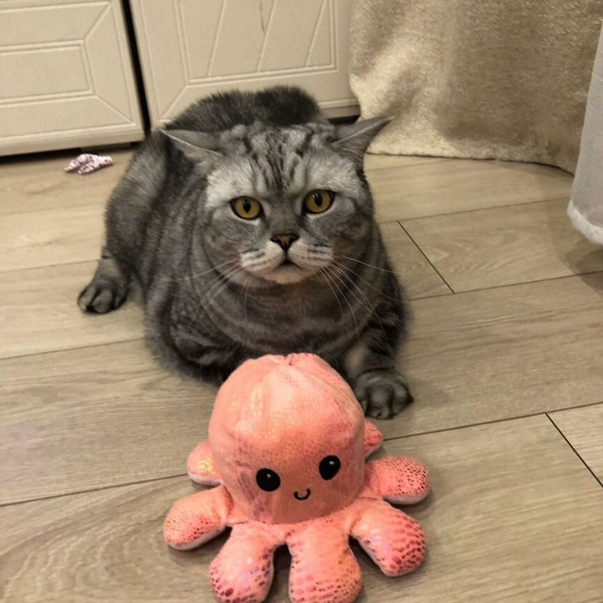 Мальчик 6 лет шотландец