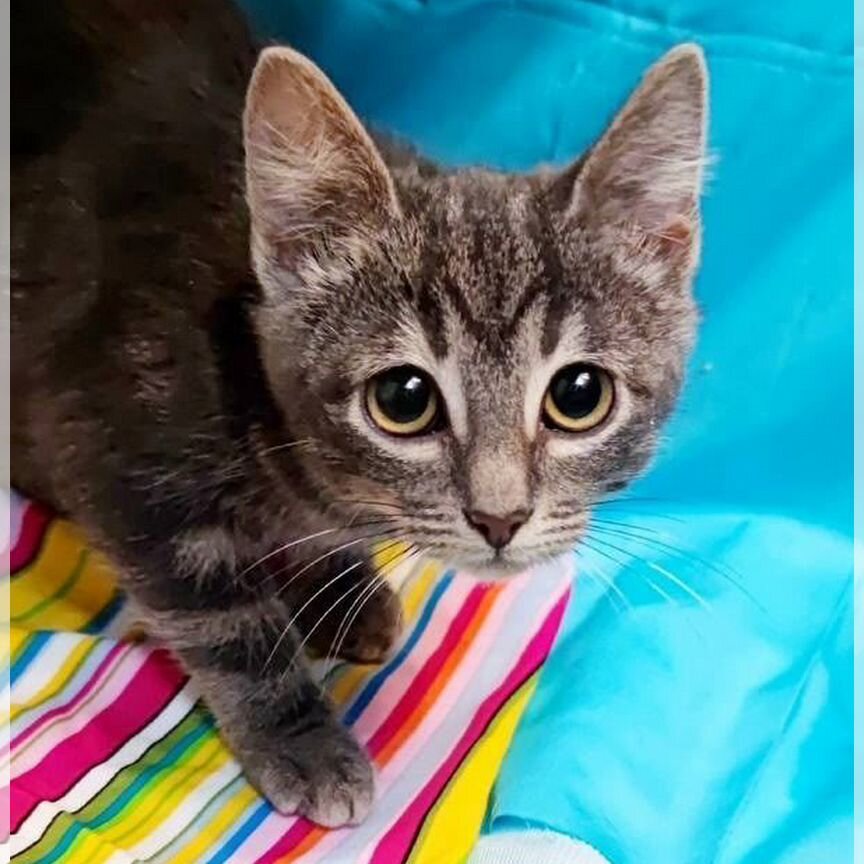 Котёнок в добрые руки