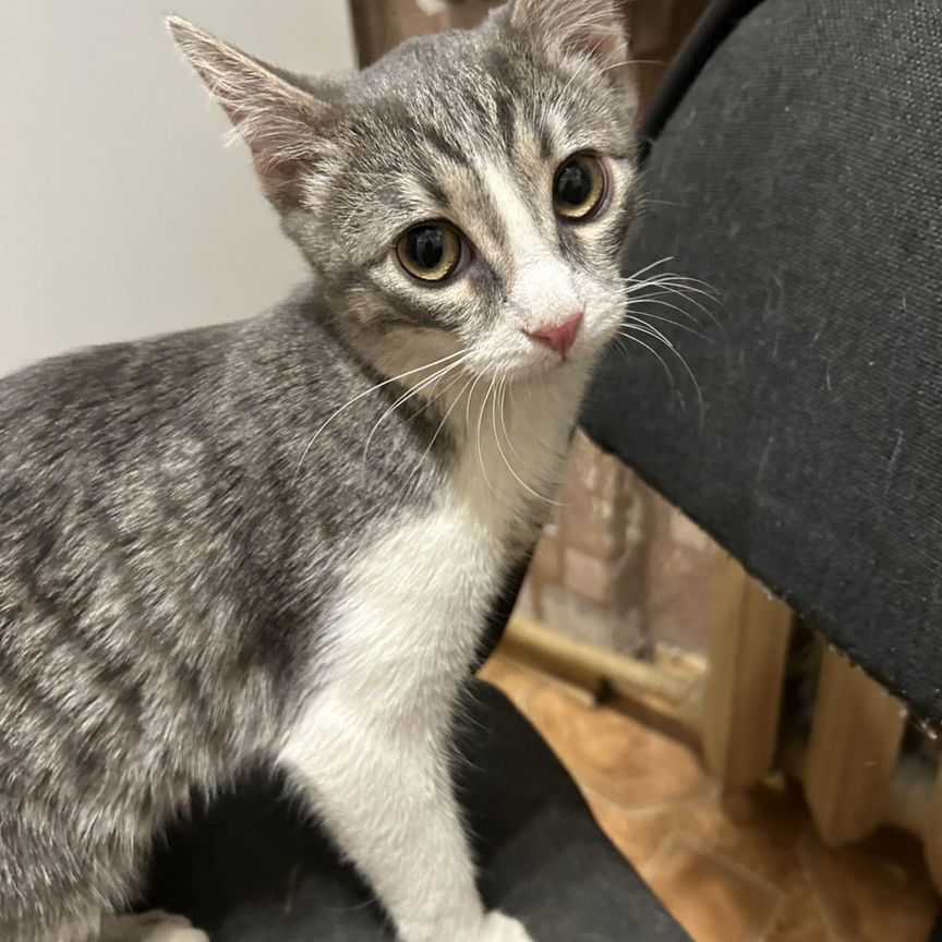 Котенок в добрые руки