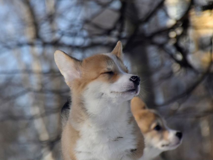 Великолепные щенки вельш корги пемброк мальчики