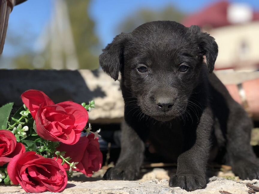 Щенок Глаша бесплатно в добрые руки