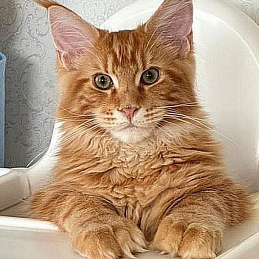 Мейн-кун котенок крупный
