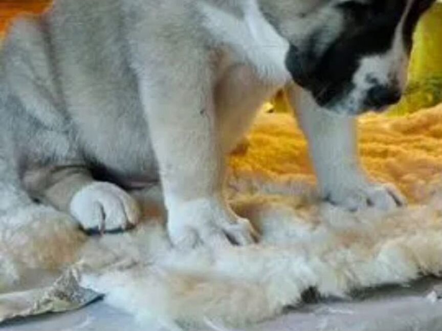 Щенок алабая кобель