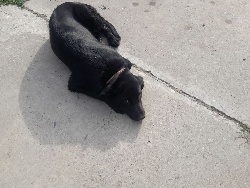 Восточноевропейская овчарка