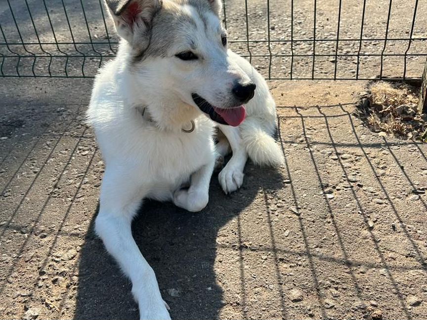 Собака в добрые руки