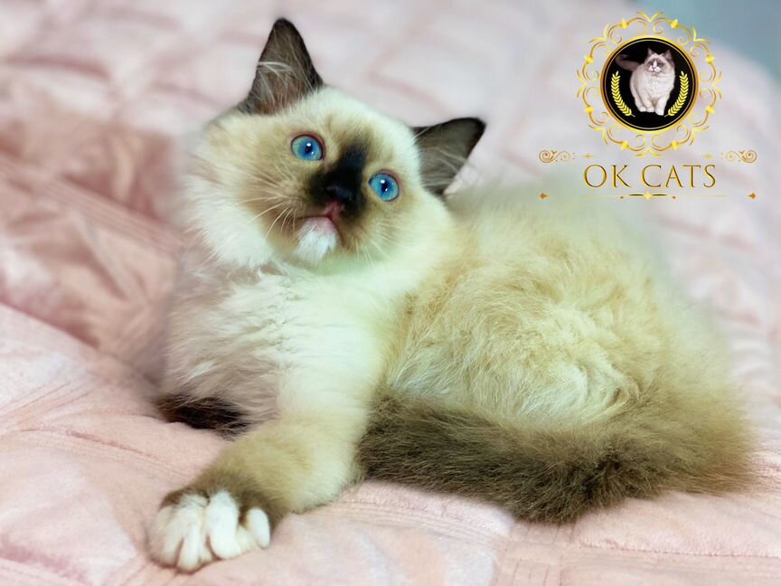 Гиперласковая малышка рэгдолл с документами