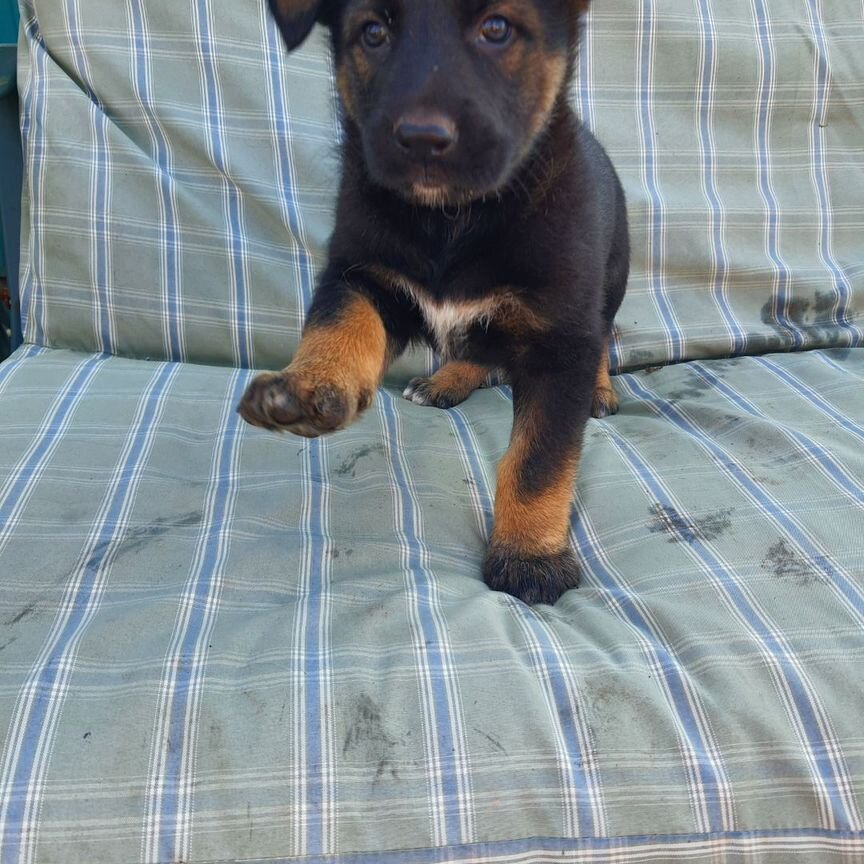 Отдам в добрые руки