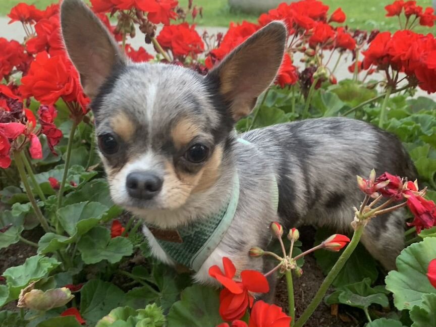 Красавчик в одидании семьи. 6мес