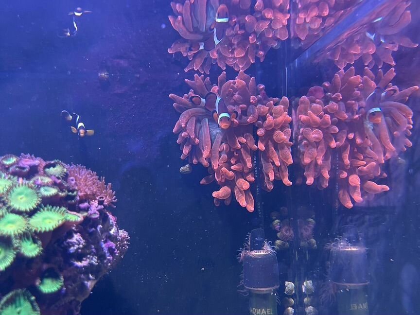 Клоуны оцелярисы с домиком актинией