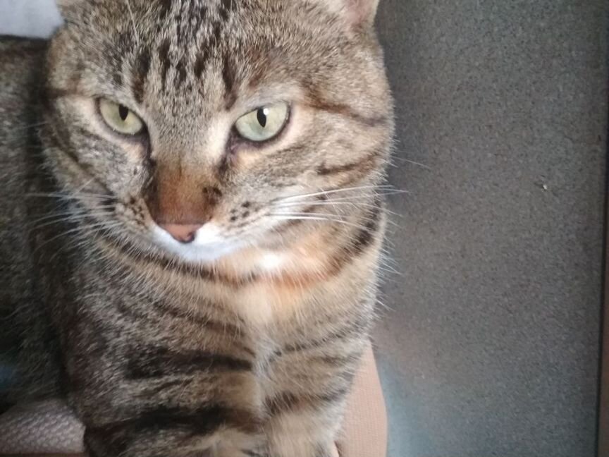 Ищу доброго хозяина