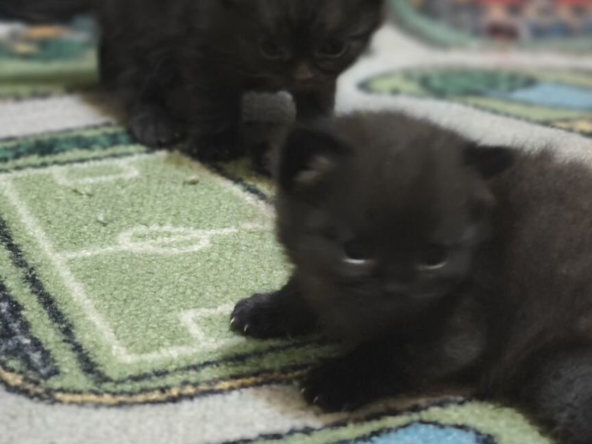 Шотландские котята