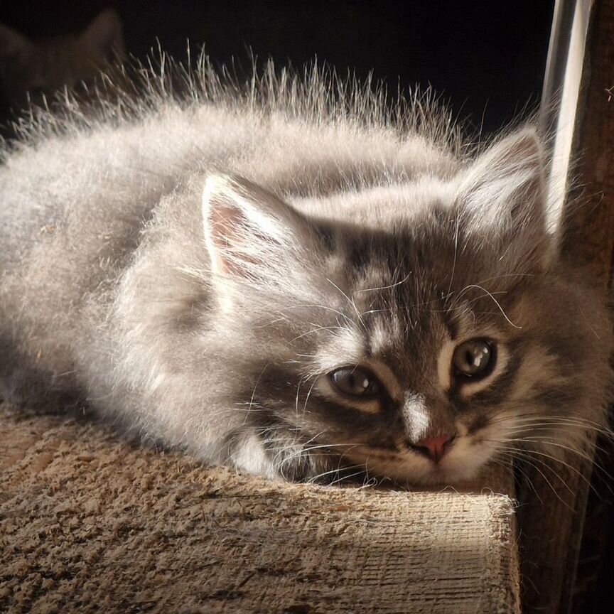 Отдам котят