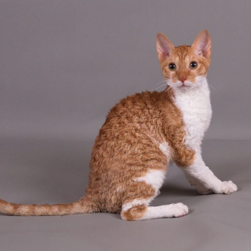 Котик Уральский Рекс