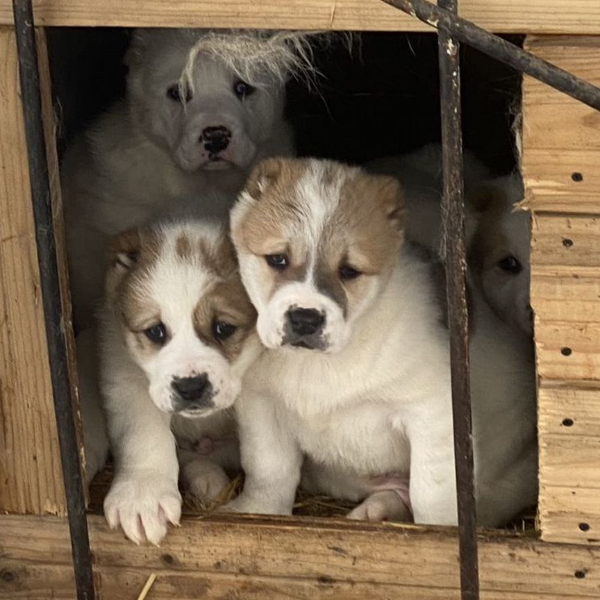 Среднеазиатская овчарка, щенок