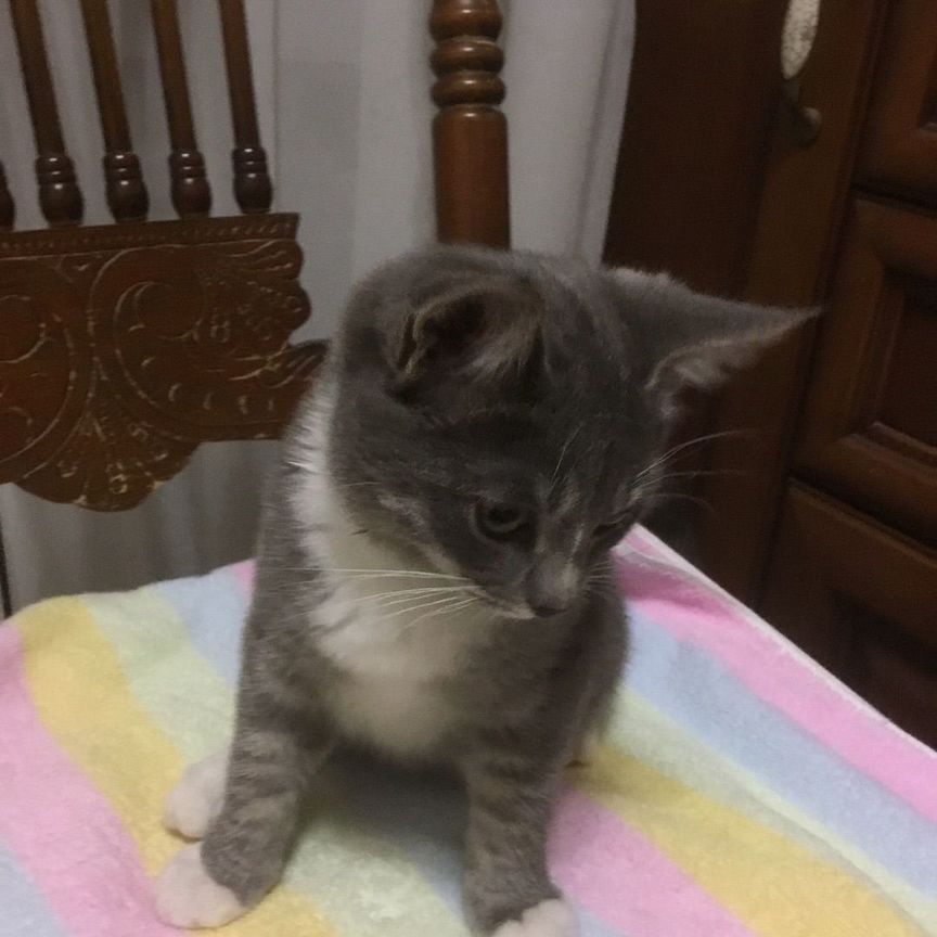 Котенок (кошка) от домашней кошки