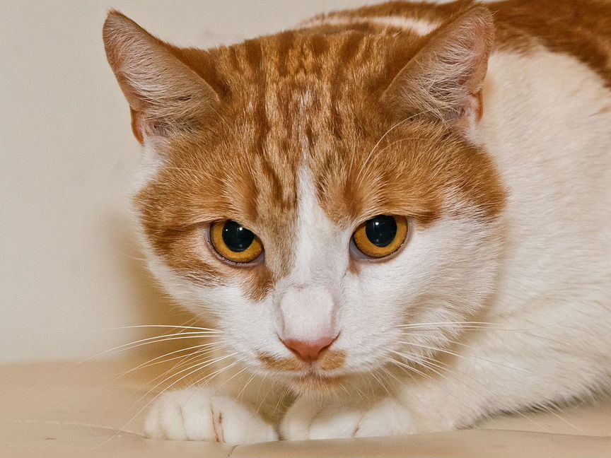 Кота предали