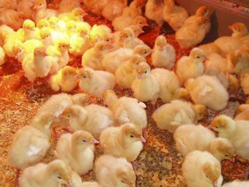 Суточные индейка биг-6