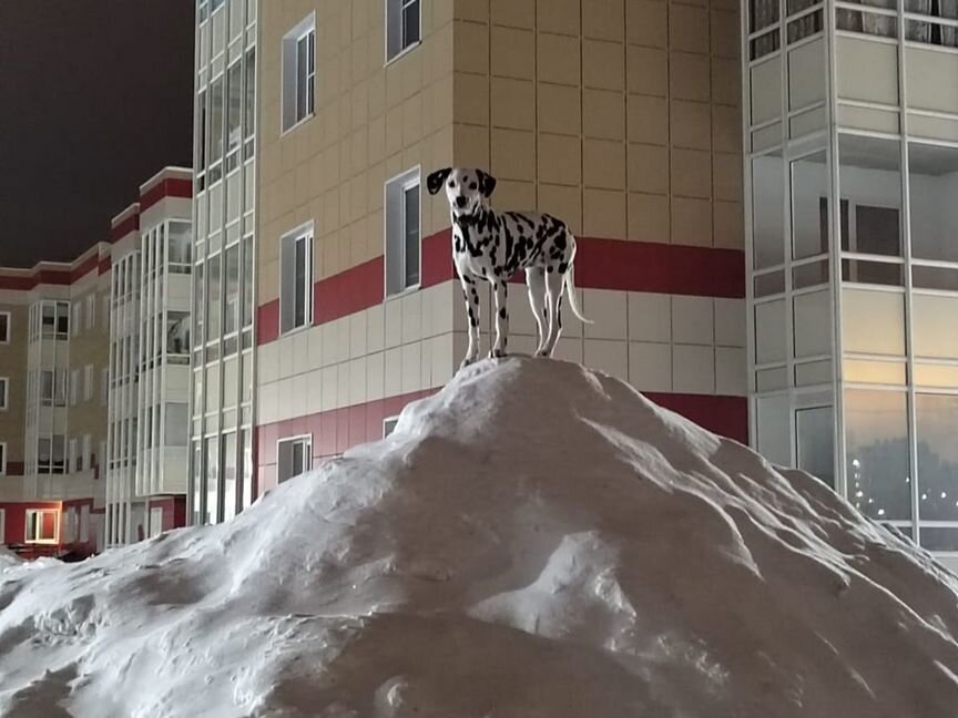 Далматинец