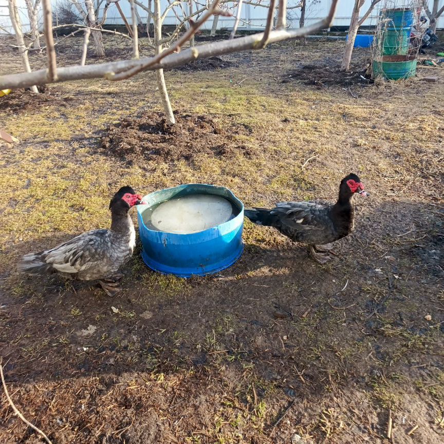 Мускусные утки