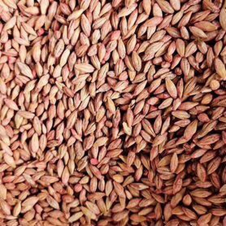 Ячмень семена