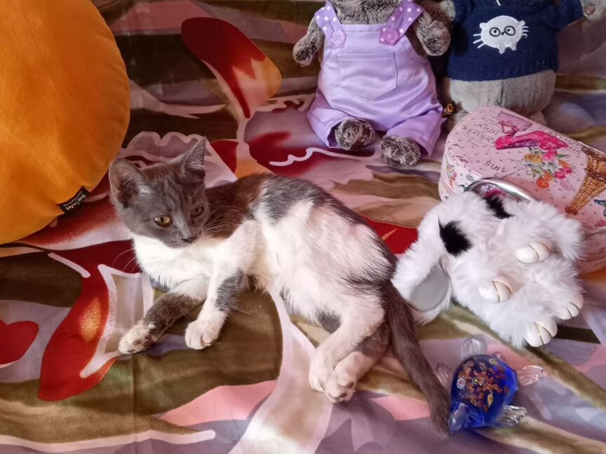 Красивая девочка котёнок ищет дом