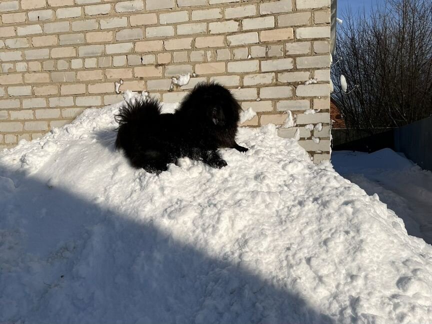 Чау-чау вязка