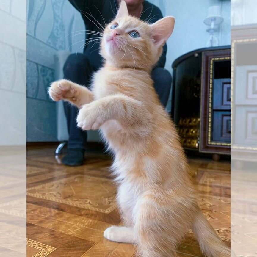 Котёнок в добрые руки