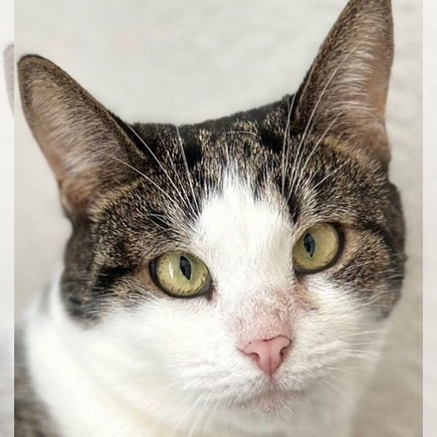 Европейская короткошёрстная кошка, взрослая