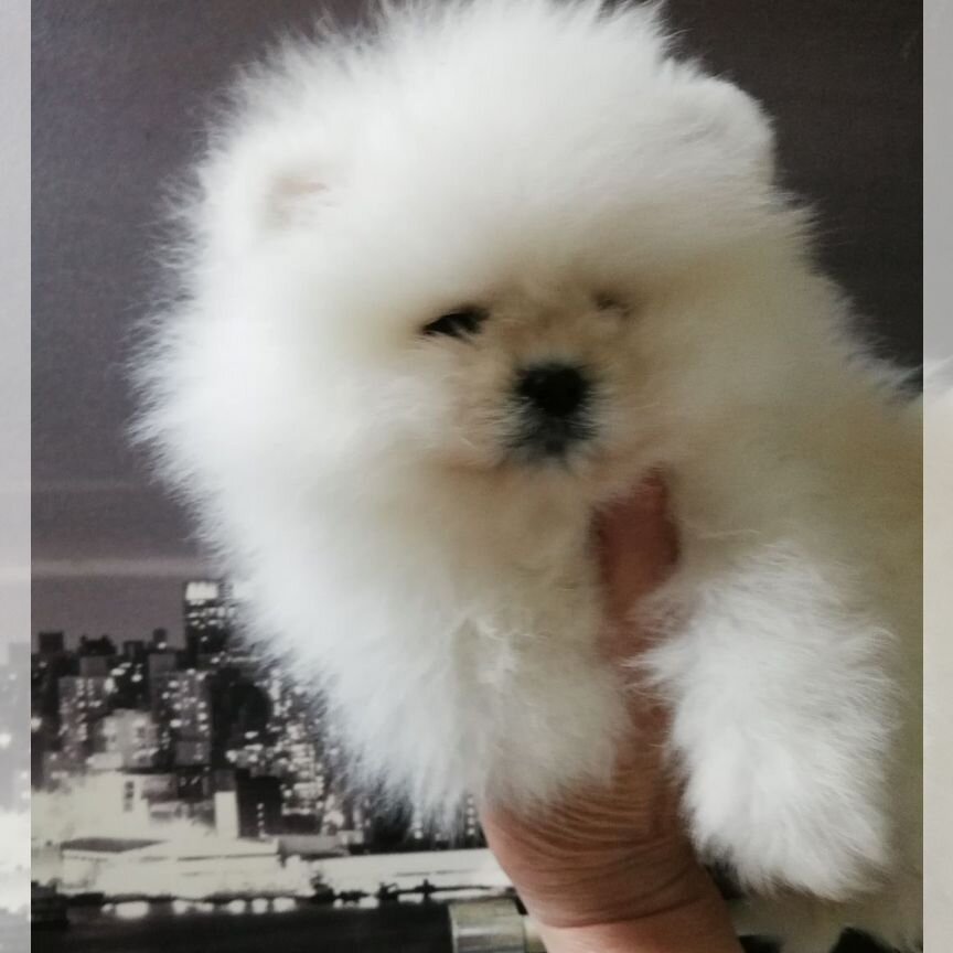 Померанский шпиц, щенок