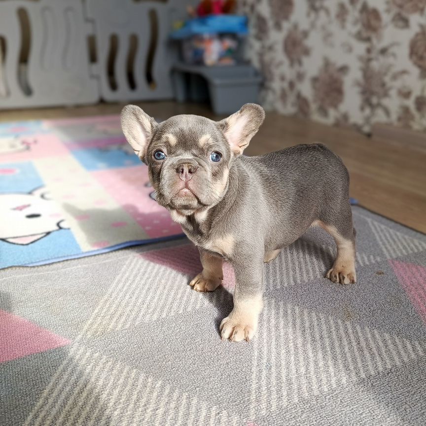 Лапусичка.Лиловая красоточка(Изабелла Флаффи)