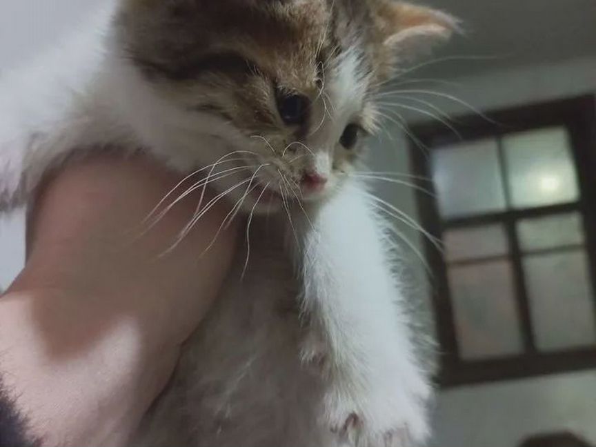 Котенок остался один на морозе нужен дом